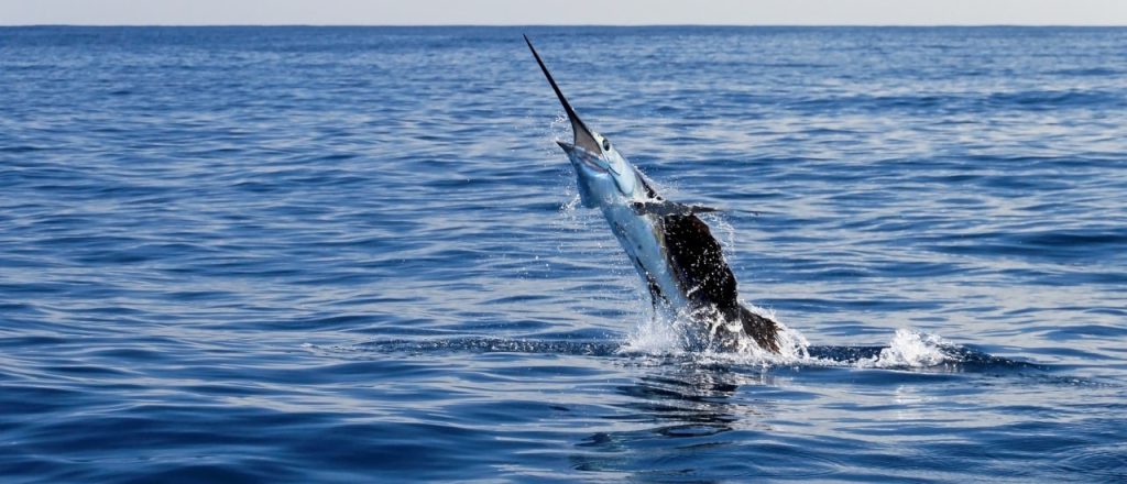 Boating & Fishing Guide to the Sailfish Capital of the World